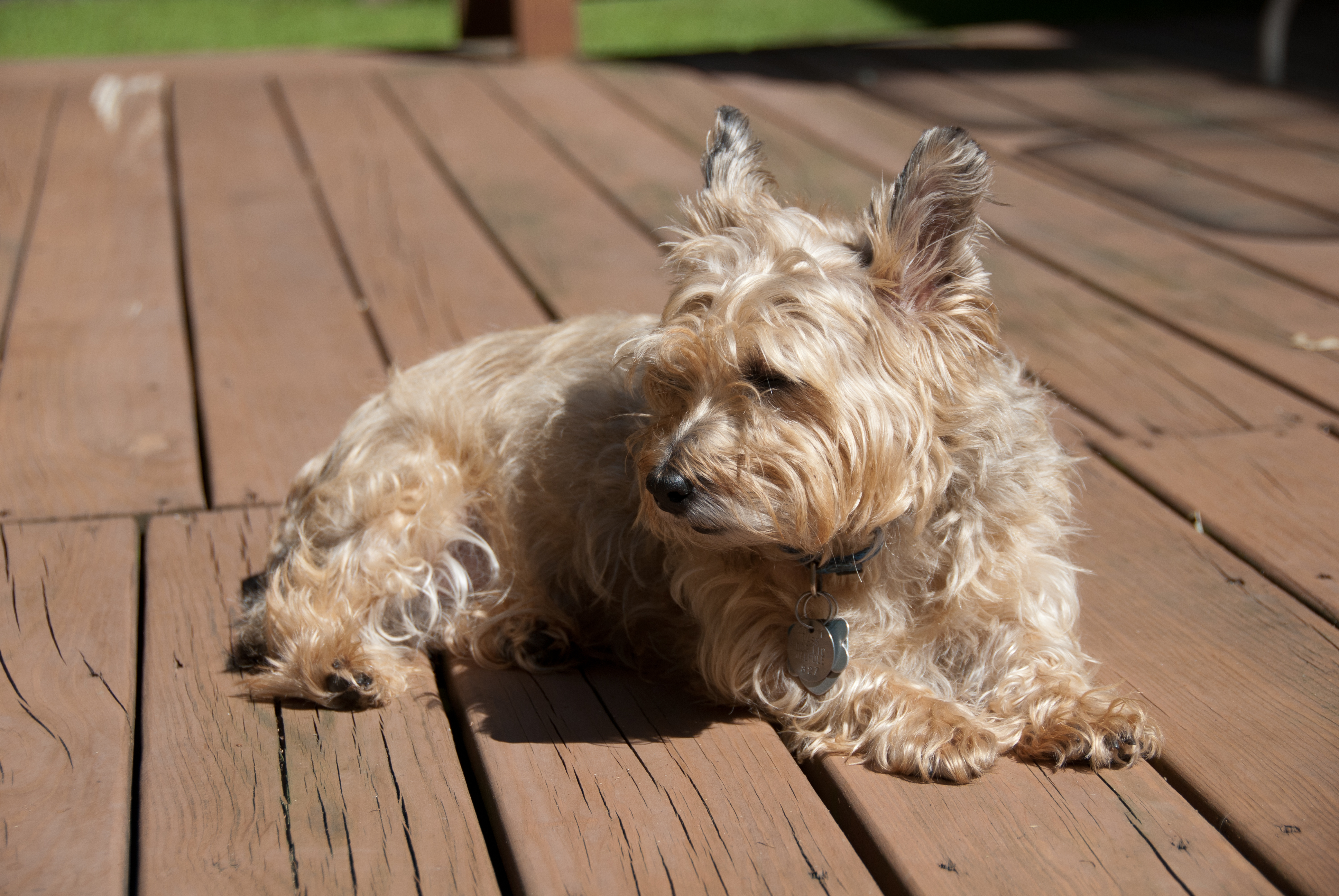 Rascal 8/18/2003-12/16/2020 – Disneybear
